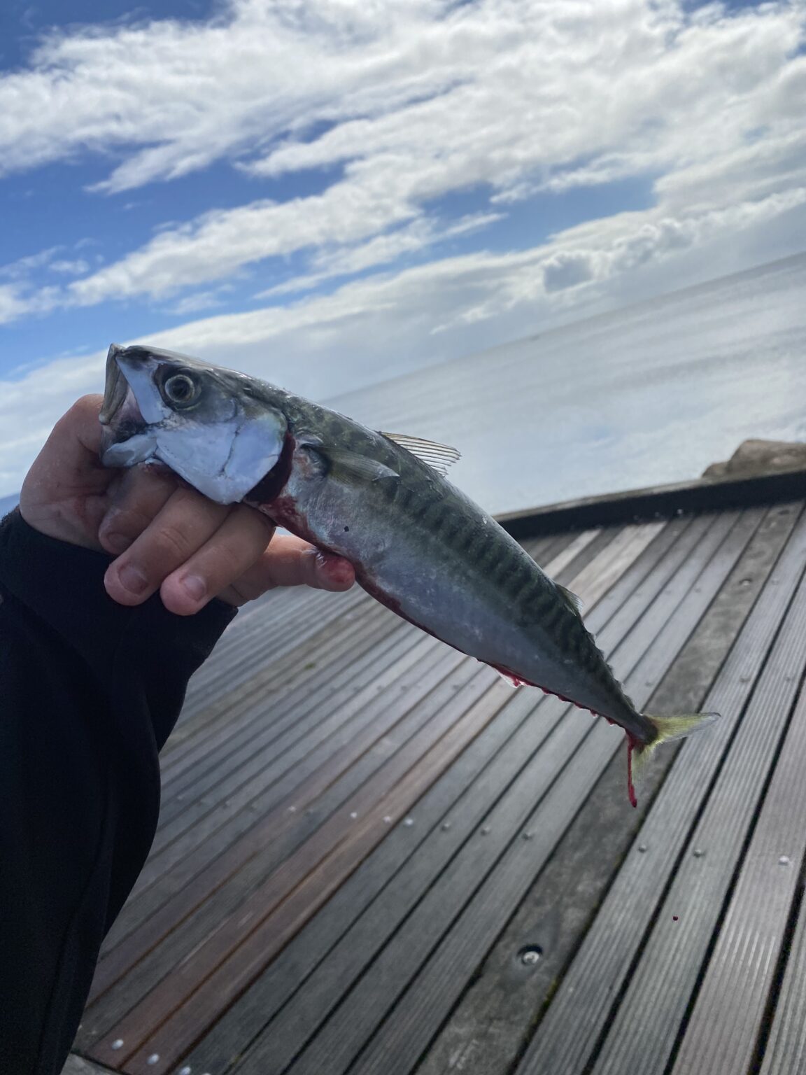 Se Emils 10 flotte fisk - Abu Garcias Fiskechallenge